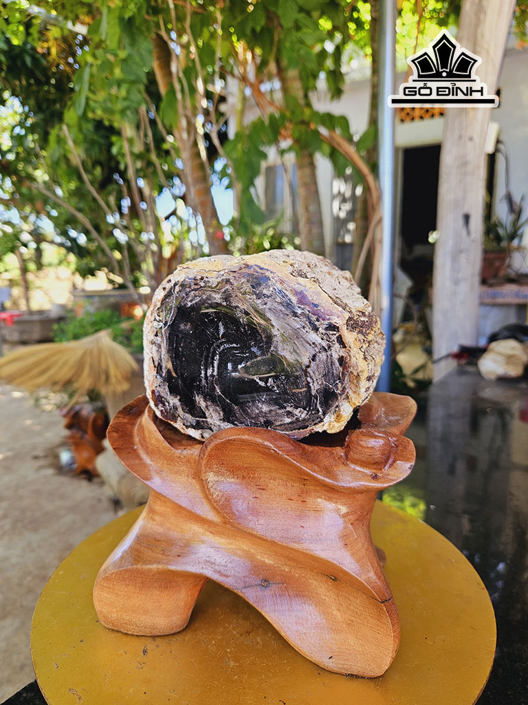 Tác Phẩm Khúc Cây Mun Gỗ Hóa Thạch Cao 22 Đường Kính 12 (cm) 4kg | Gỗ Đỉnh